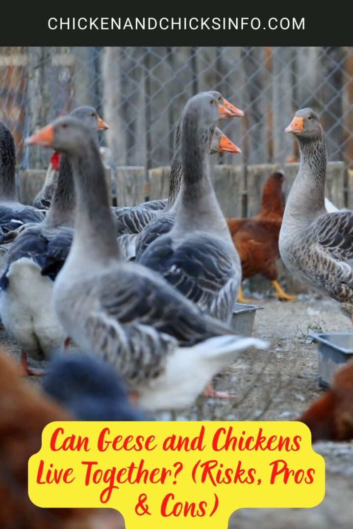 Can Geese and Chickens Live Together? (Risks, Pros & Cons) - Chicken ...