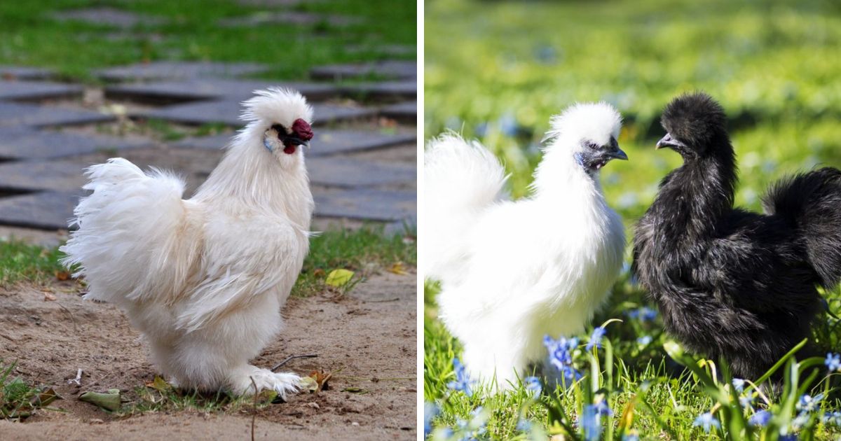 Can Silkie Chickens Live In Florida at Herbert Hamilton blog