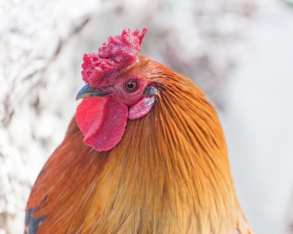 Bleeding Chicken Comb: Here’s What to Do - Chicken & Chicks Info