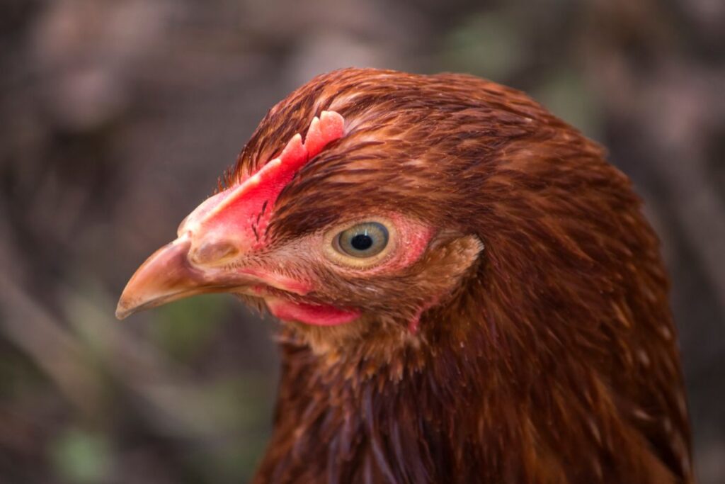 Can Chickens See Infrared Light? (Explained) - Chicken & Chicks Info