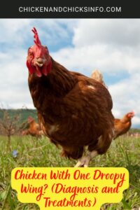 Chicken With One Droopy Wing? (Diagnosis and Treatments) - Chicken ...