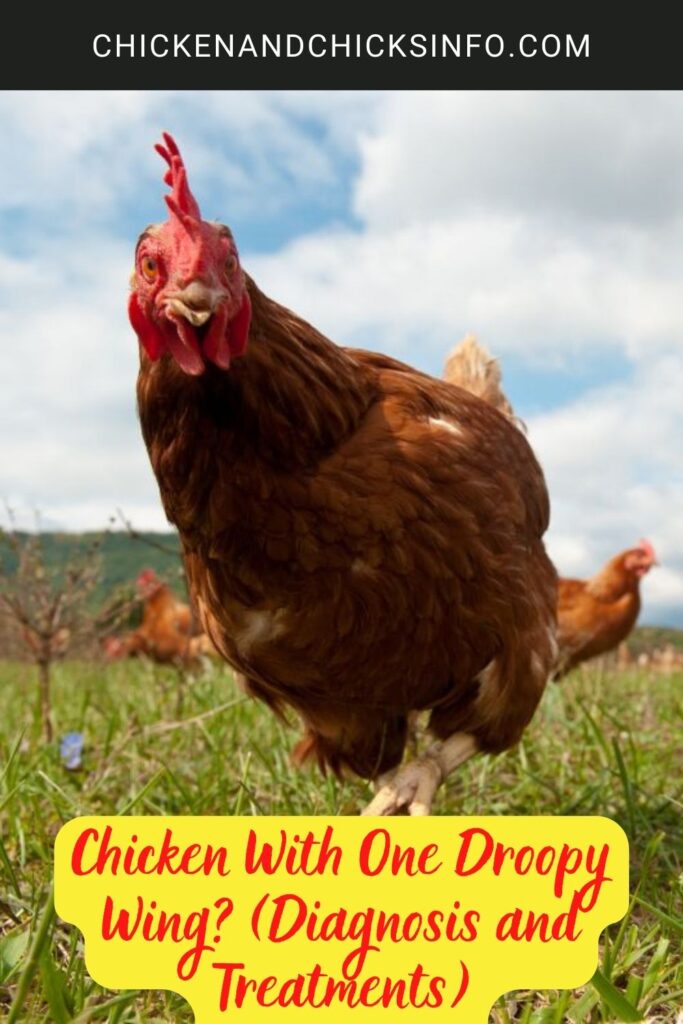 Chicken With One Droopy Wing? (Diagnosis and Treatments) - Chicken ...