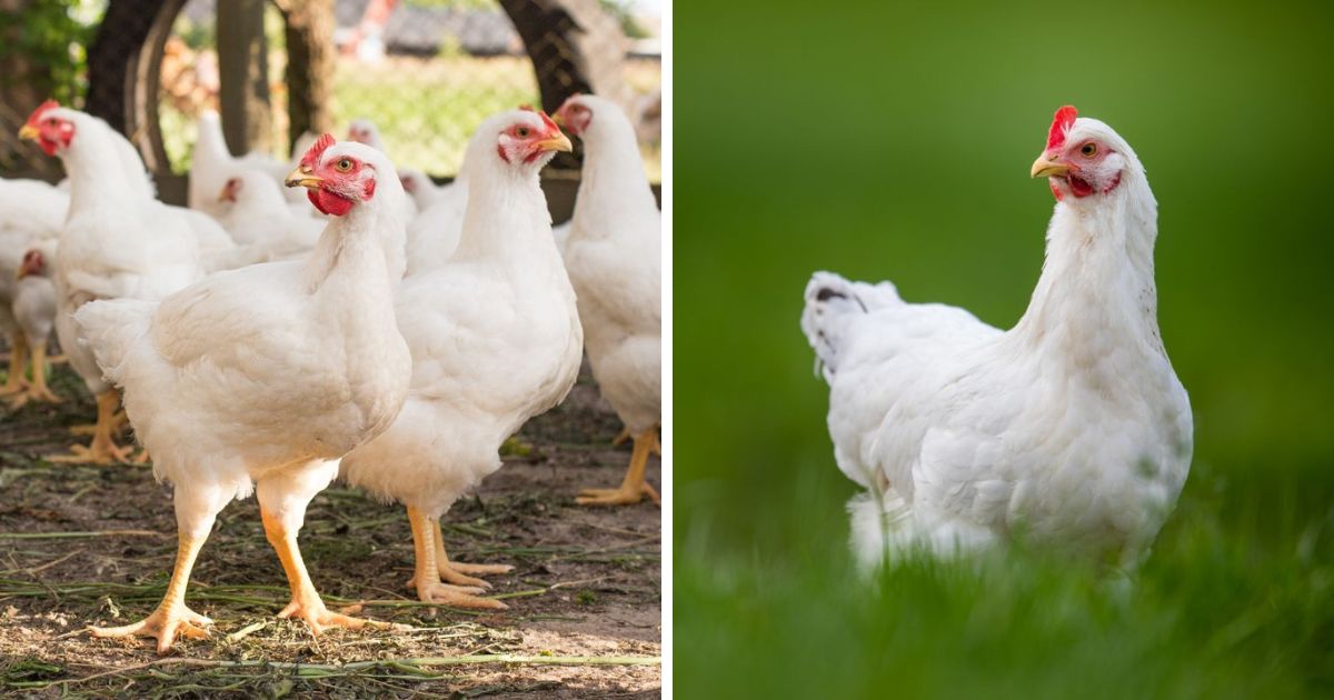 Do Broiler Chickens Lay Eggs Explained Chicken Chicks Info