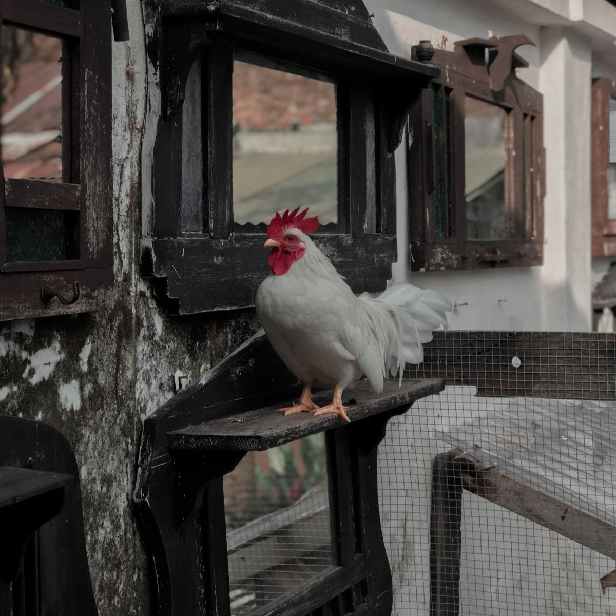 Chicken With Red Bottom And No Feathers? (Explained!) - Chicken ...