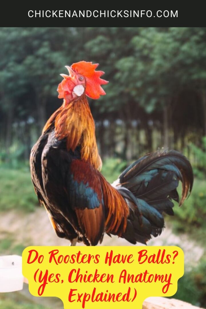 Do Roosters Have Balls? (Yes, Chicken Anatomy Explained) - Chicken ...