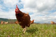 Chicken With One Droopy Wing? (Diagnosis and Treatments) - Chicken ...