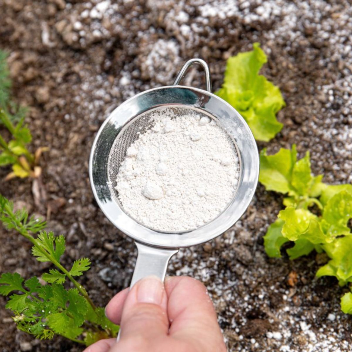 Your Chicken's Beak Bleeding? (Here’s What to Do) - Chicken & Chicks Info