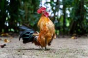 Why Have a Rooster? (Pros & Cons Explained!) - Chicken & Chicks Info