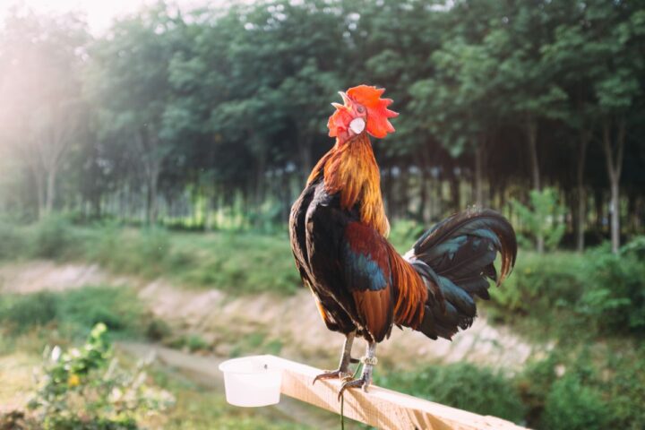 Do Roosters Have Balls? (Yes, Chicken Anatomy Explained) - Chicken ...