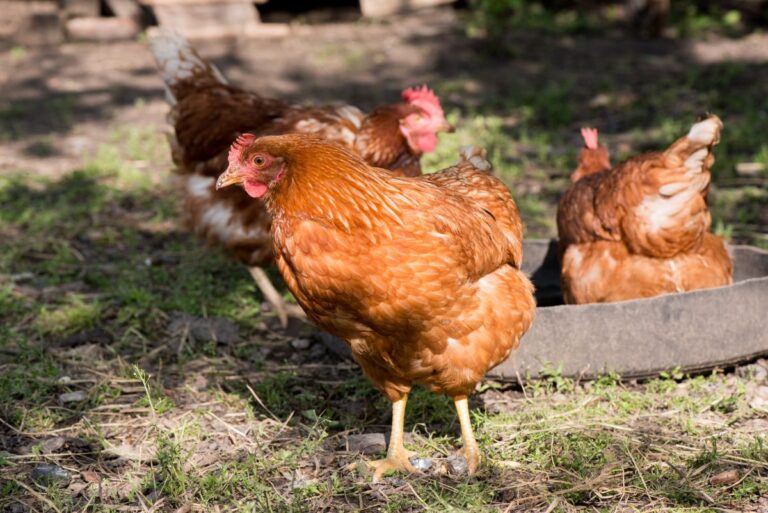 7 Abnormal Chicken Behaviours to Look Out For! - Chicken & Chicks Info