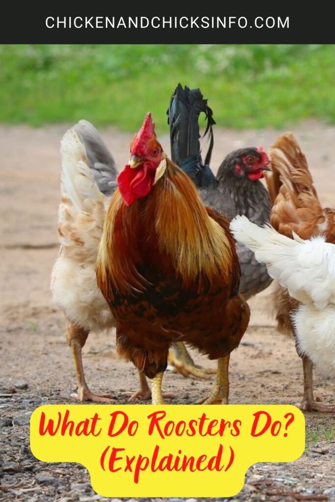 What Do Roosters Do? (Explained) - Chicken & Chicks Info