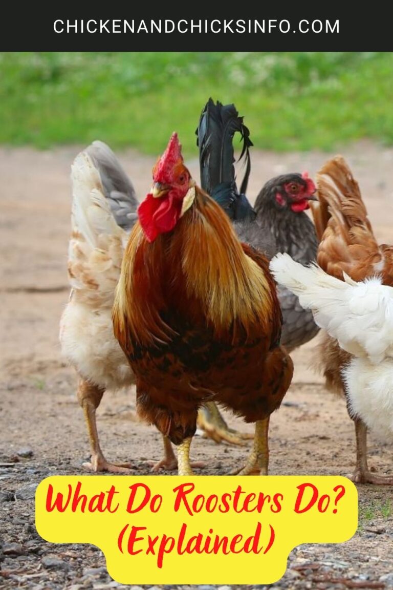 What Do Roosters Do? (Explained) - Chicken & Chicks Info