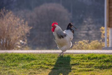 What Do Roosters Do? (Explained) - Chicken & Chicks Info