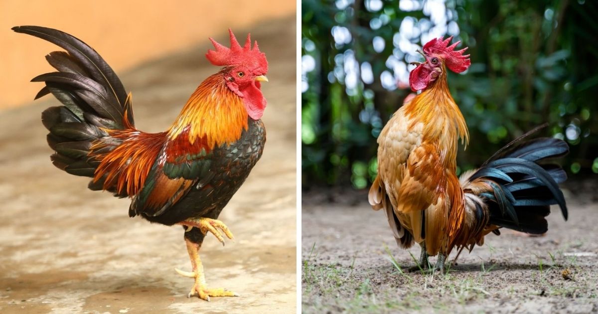 Why Have a Rooster? (Pros & Cons Explained!) - Chicken & Chicks Info