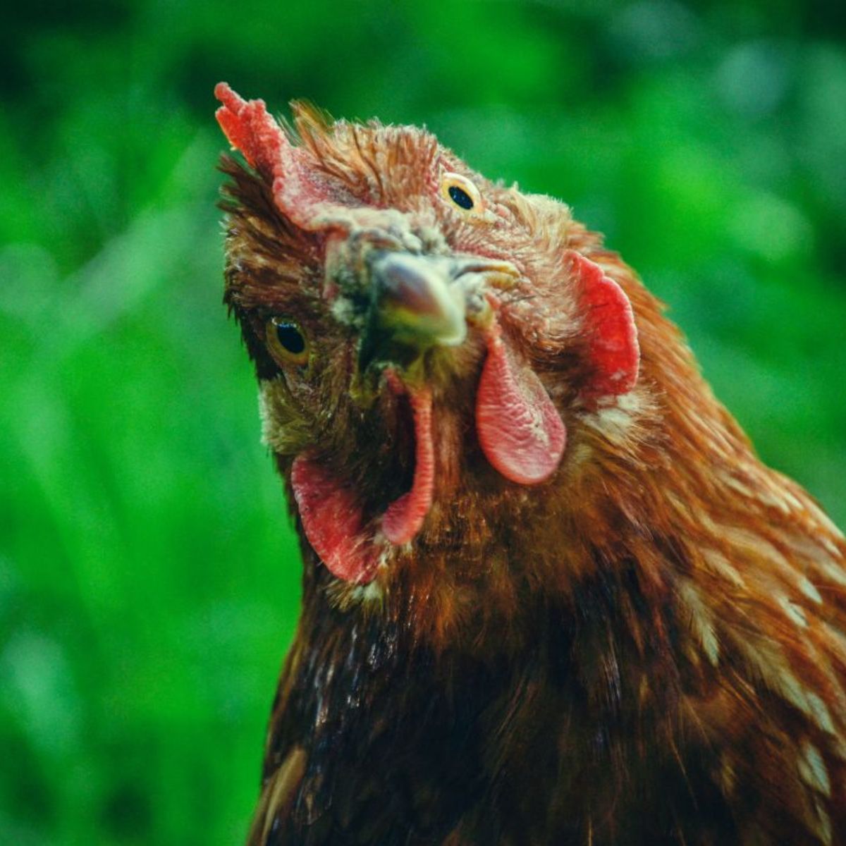 Chicken With Red Bottom And No Feathers? (Explained!) - Chicken ...