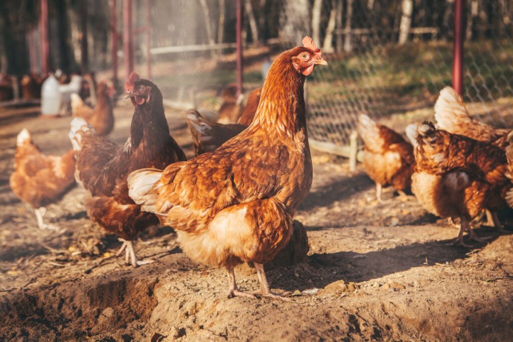 Tips When Introducing New Chickens to a Single Hen! - Chicken & Chicks Info