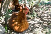 Chicken Hunched Up Tail Down? (Possibly Egg-Bound, Explained) - Chicken ...
