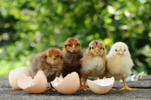 How Do Chickens Breathe in the Egg? (Air Sac Explained) - Chicken ...