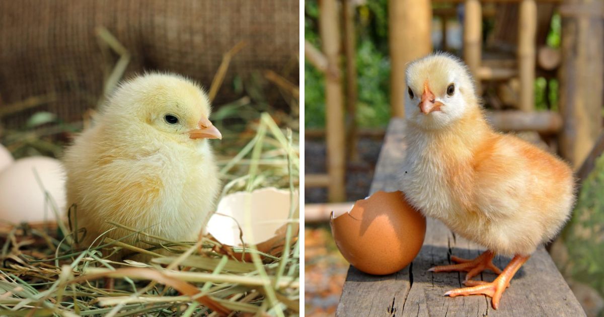 How Do Chickens Breathe in the Egg? (Air Sac Explained) - Chicken ...