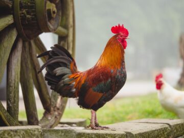 How to Tell if a Chicken Is a Rooster (5 Key Differences) - Chicken ...