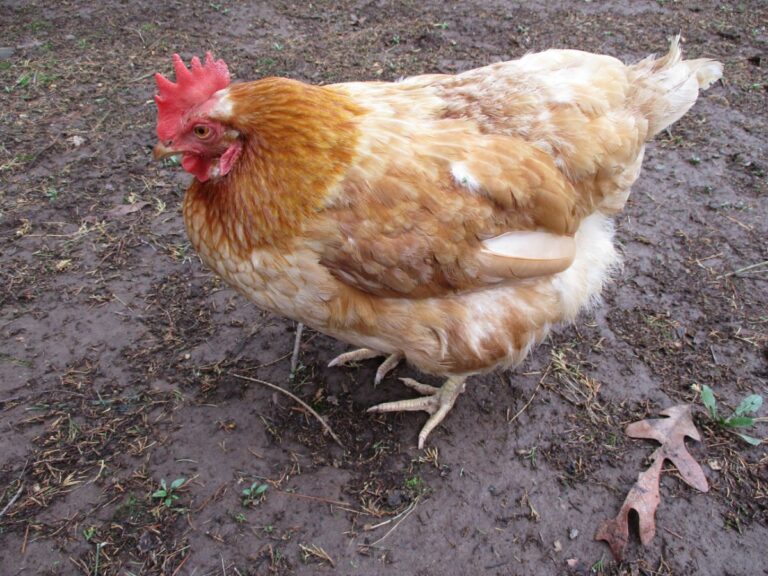 Chicken Hunched Up Tail Down? (Possibly Egg-Bound, Explained) - Chicken ...