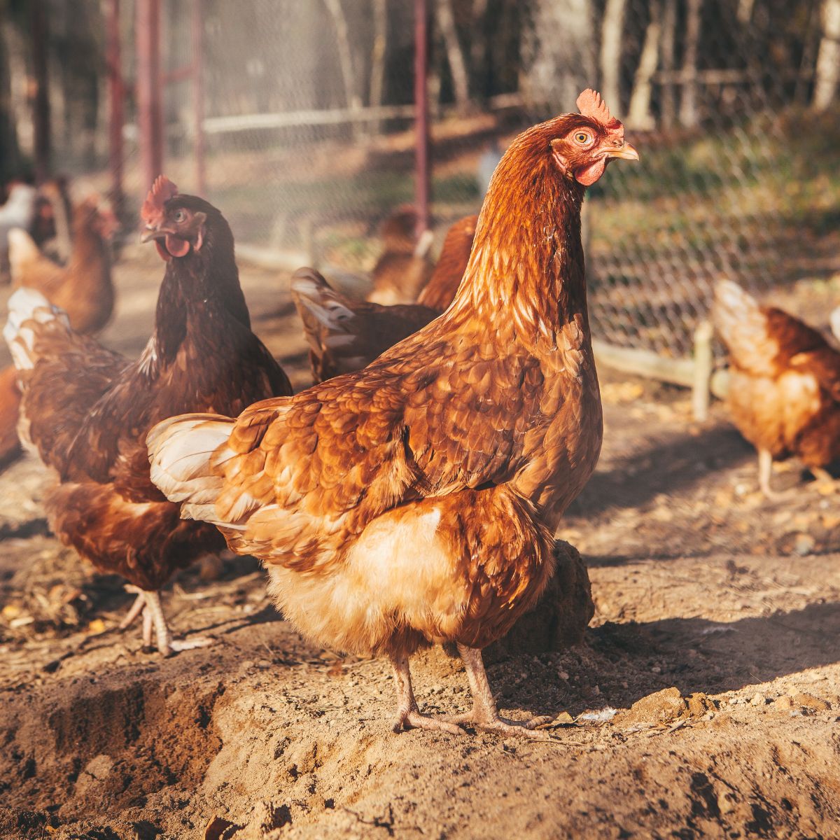 Do Weasels Eat Chickens? (Yes - How To Stop Them!) - Chicken & Chicks Info