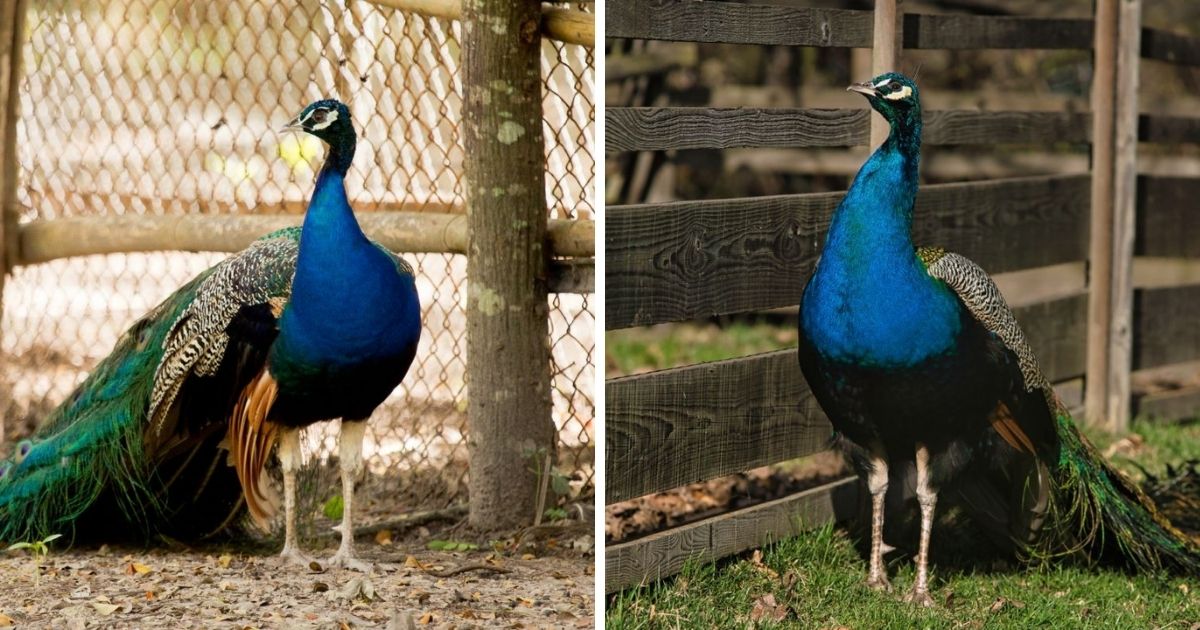 Peacocks for Sale in California! (2 Hatcheries with Peachicks ...