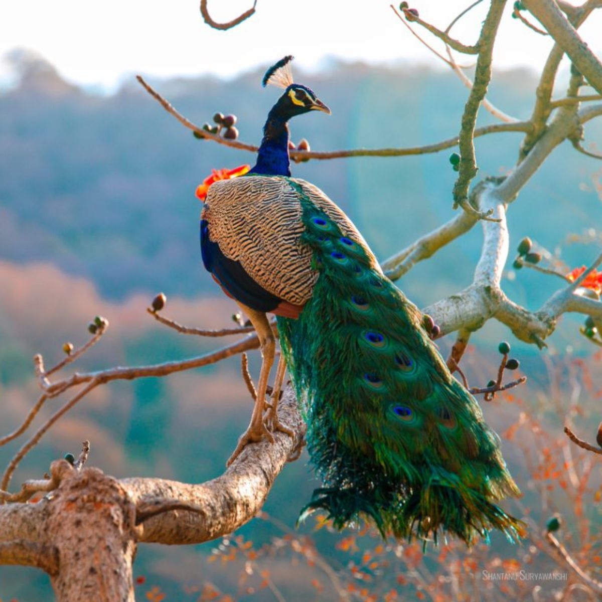 Wild Peacocks in Florida (Where and Why Explained) - Chicken & Chicks Info