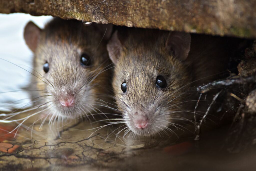 Rats Digging Under Your Chicken Coop? (4 Steps to Resolve This ...