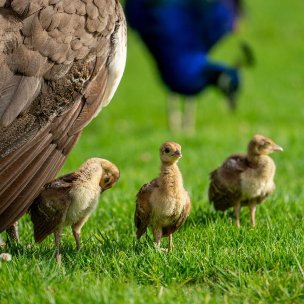 Peafowl - Chicken & Chicks Info