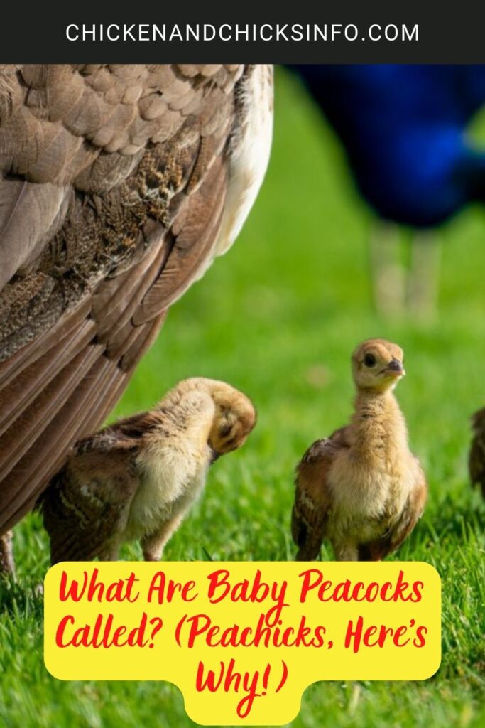 What Are Baby Peacocks Called? (Peachicks, Here's Why!) - Chicken ...