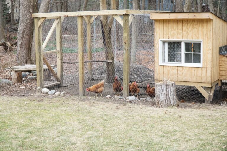 40 Genius Chicken Raising Hacks and Tips - Chicken & Chicks Info