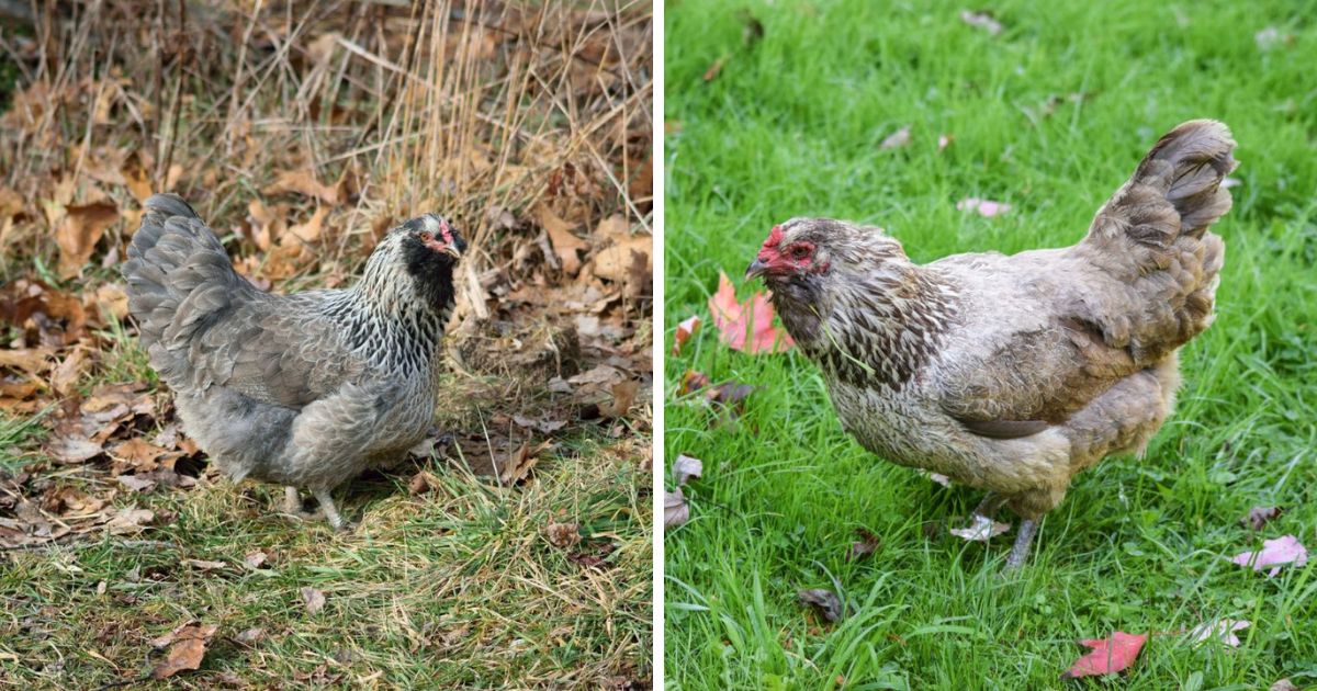 Ameraucana Chicken Breed Info + Where to Buy - Chicken & Chicks Info