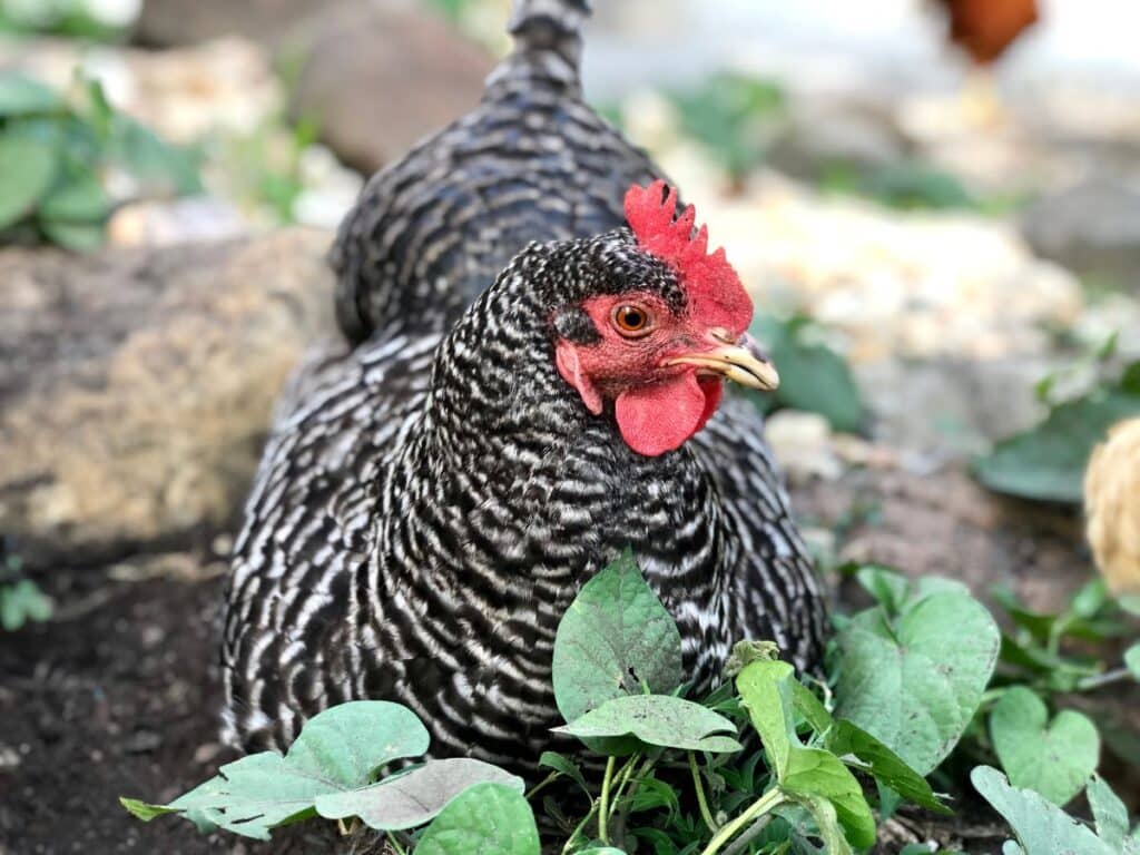 Barred Rock Chicken Breed Info + Where to Buy - Chicken & Chicks Info