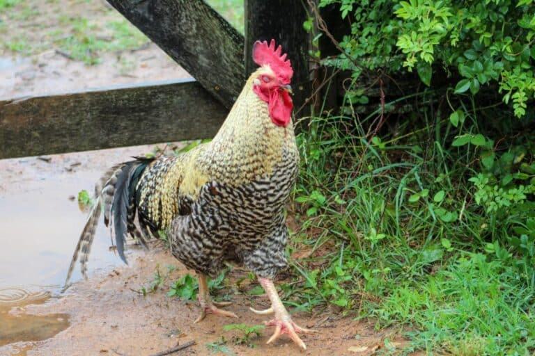 Barred Rock Chicken Breed Info + Where to Buy - Chicken & Chicks Info