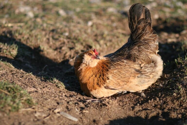 Easter Egger Chicken Breed Info + Where to Buy - Chicken & Chicks Info