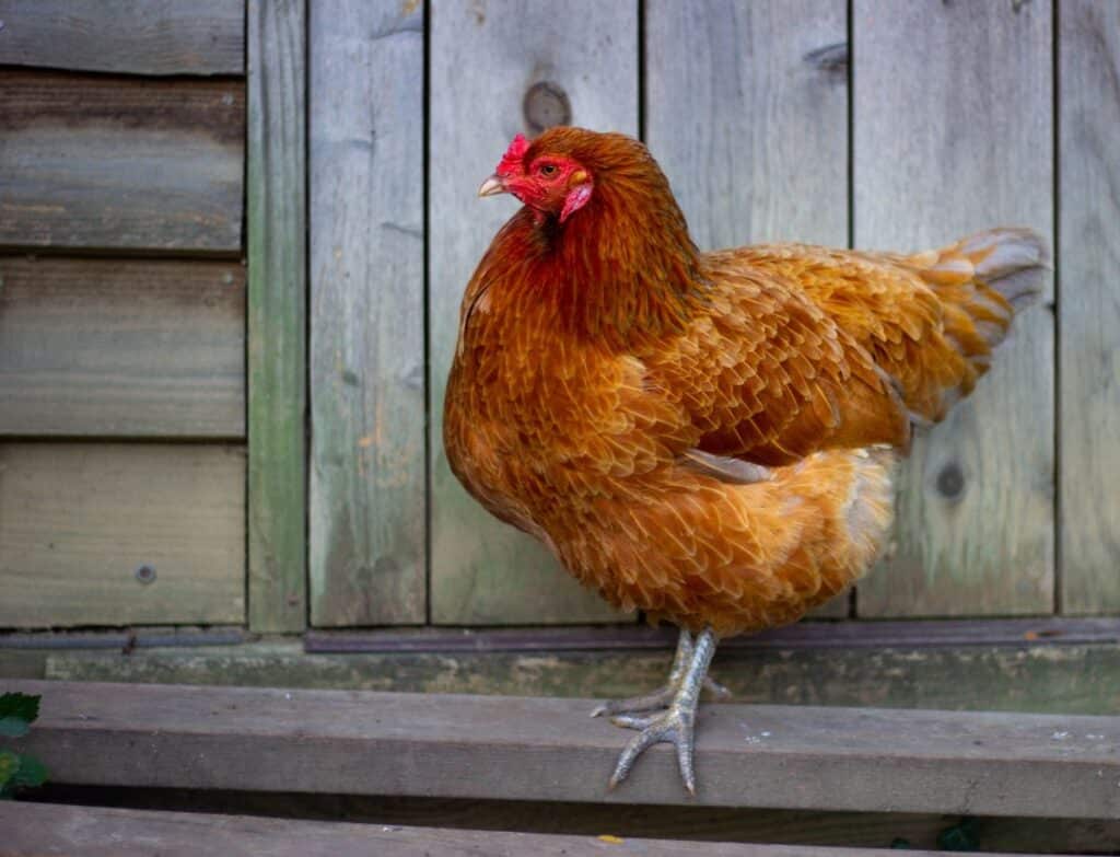 Easter Egger Chicken Breed Info + Where to Buy - Chicken & Chicks Info