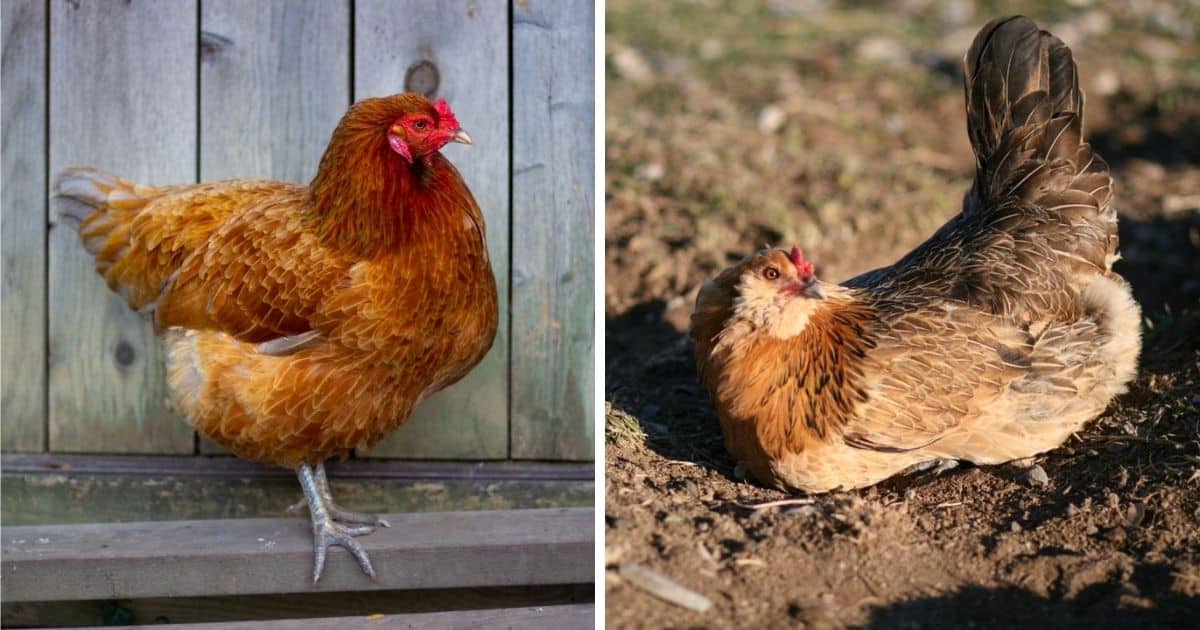 Easter Egger Chicken Breed Info + Where to Buy - Chicken & Chicks Info