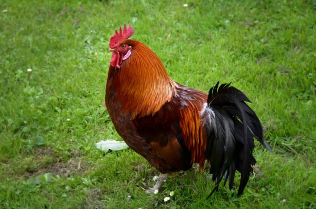 Rhode Island Red Chicken Breed Info + Where to Buy - Chicken & Chicks Info