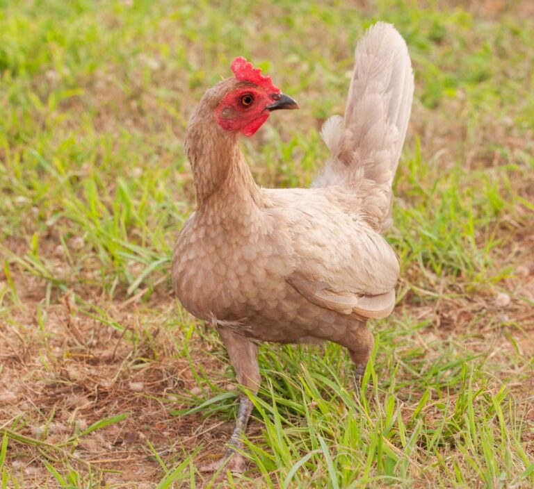 Old English Game Fowl: Size, Egg Laying, Facts… - Chicken & Chicks Info