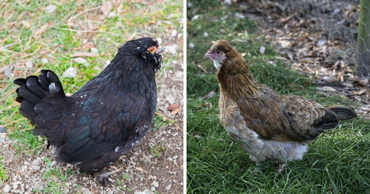 Araucana Chicken Breed Info - Chicken & Chicks Info