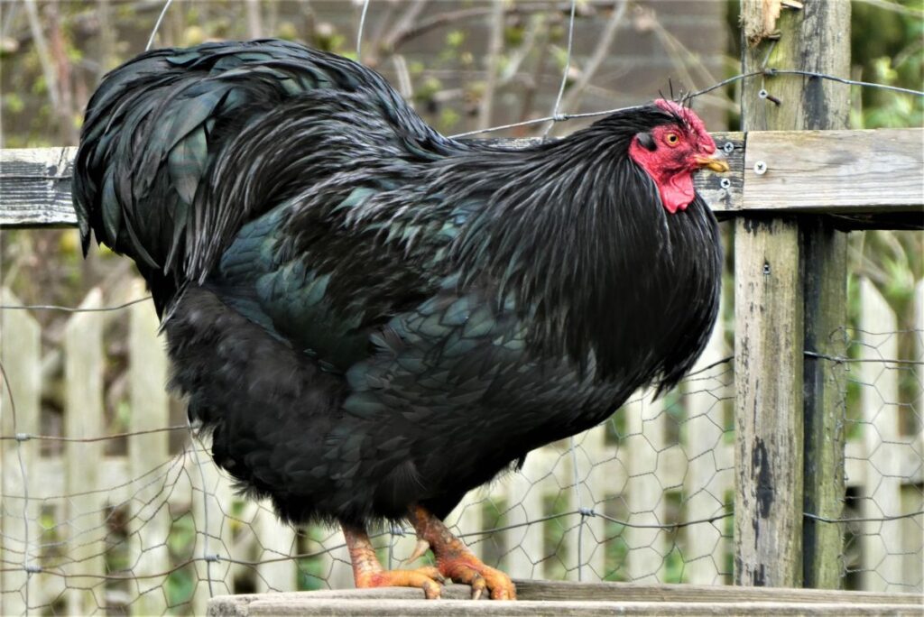Australorp Chicken Breed Info + Where to Buy - Chicken & Chicks Info