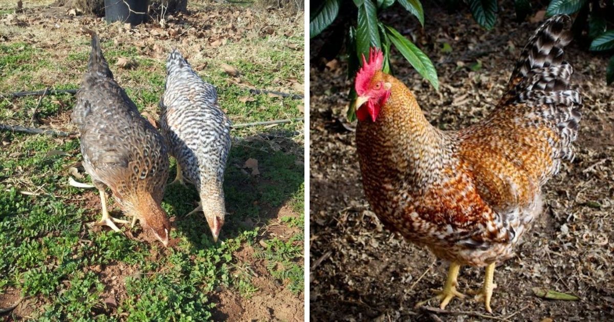 Bielefelder Chicken Breed Info + Where to Buy - Chicken & Chicks Info