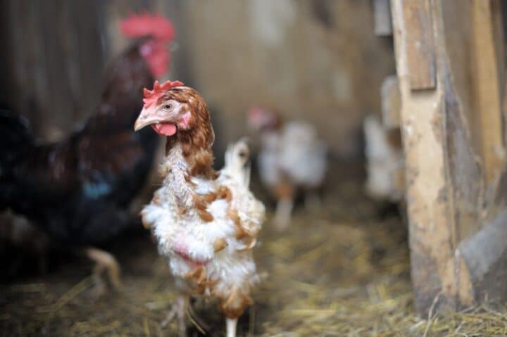 What Is Chicken Molting? How Does Molting Affect My Flock? - Chicken ...