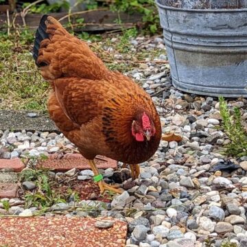 Cinnamon Queen Chicken Breed Info + Where to Buy - Chicken & Chicks Info