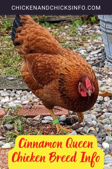 Cinnamon Queen Chicken Breed Info + Where to Buy - Chicken & Chicks Info