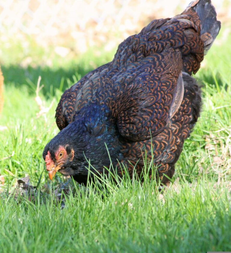 Cornish Chicken Breed Info + Where to Buy - Chicken & Chicks Info