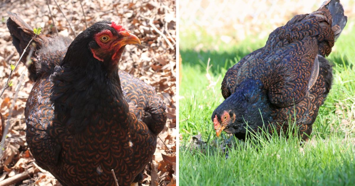 Cornish Chicken Breed Info + Where to Buy - Chicken & Chicks Info