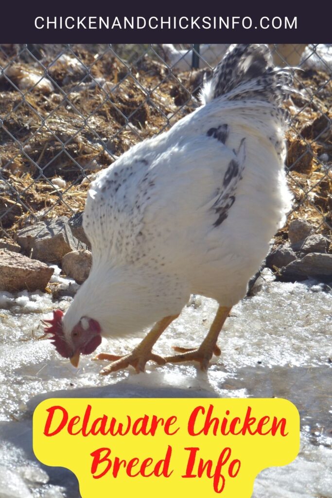 Delaware Chicken Breed Info + Where to Buy - Chicken & Chicks Info