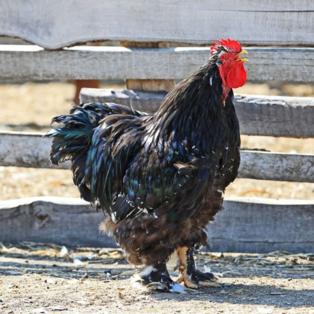 Breeds - Chicken & Chicks Info